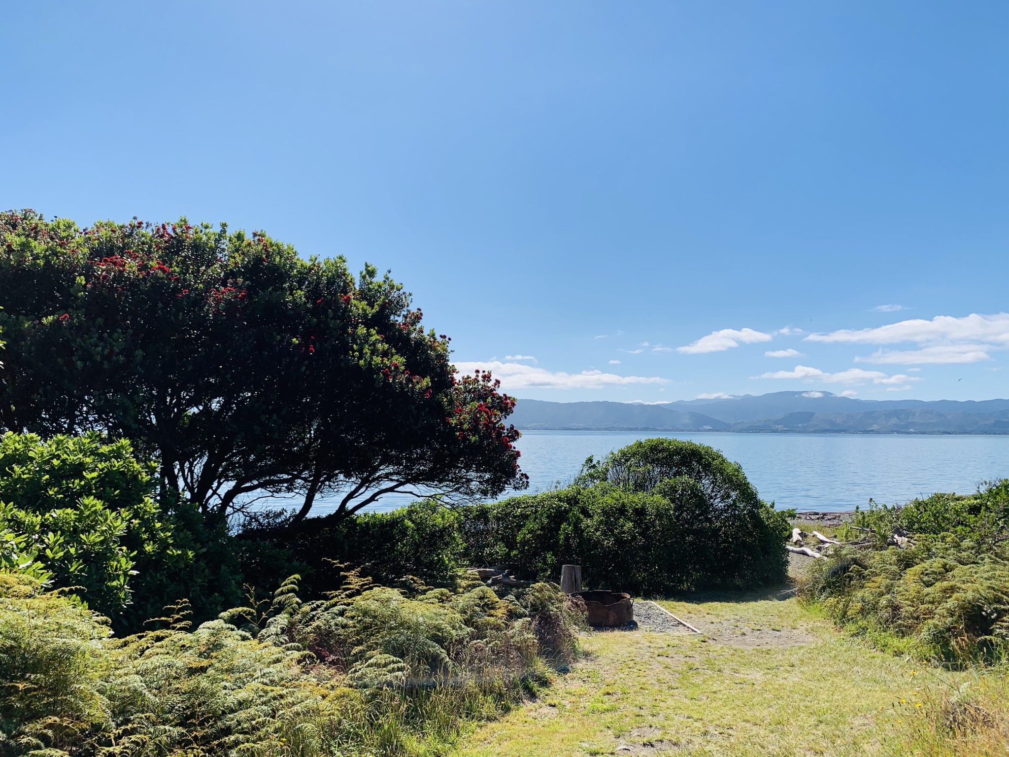 Kapiti Island, WELLINGTON – Moo and Moochelle